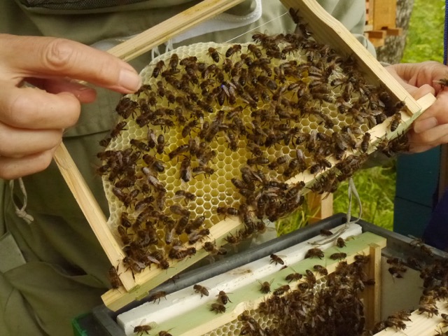 Ardnamurchan Project