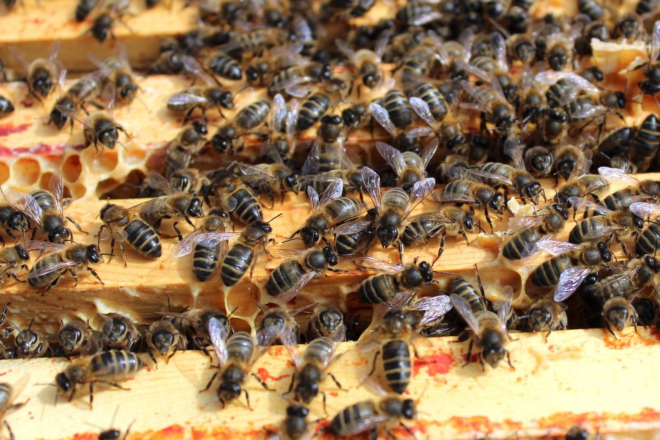 Scottish Native Honey Bee Conservation Project