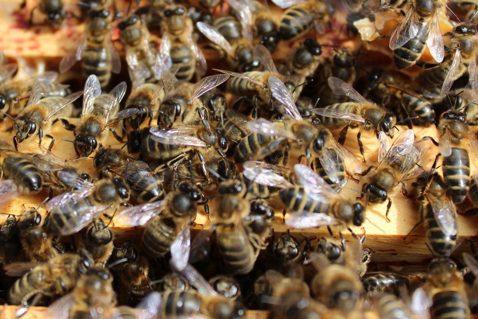 Scottish Native Honey Bee Conservation Project