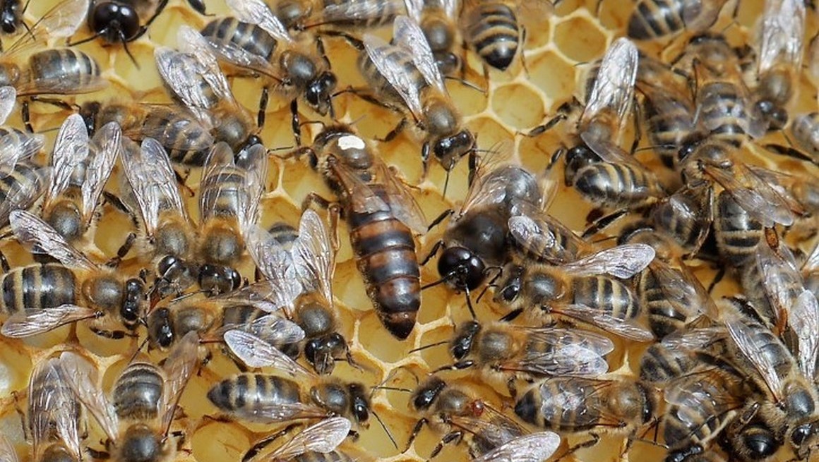 Sourcing native Scottish honey bees