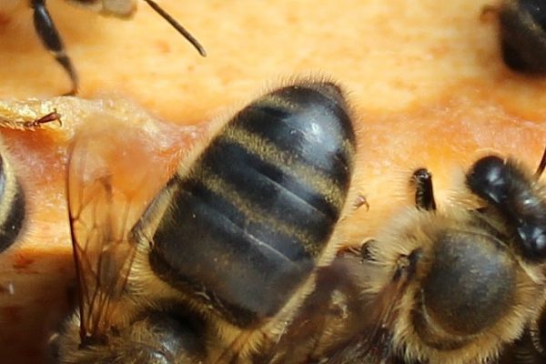 Scottish Native Honey Bee Conservation Project