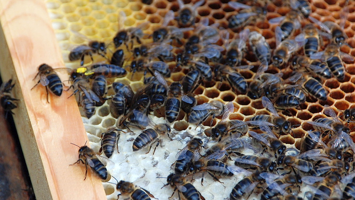 Amm breeding in the Cheviots