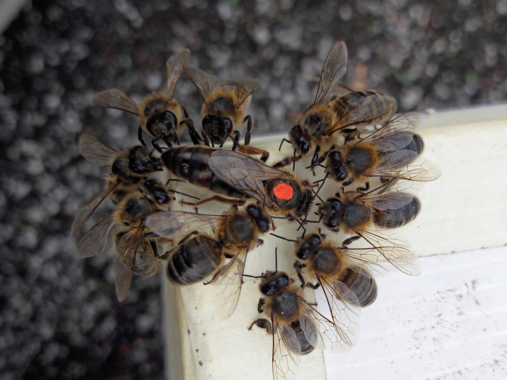 SNHBS Queen Rearing at the Cabrach.