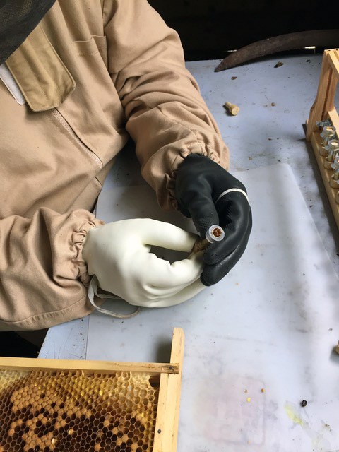 Cheviot Breeding Group’s queen-rearing day with Kate Atchley