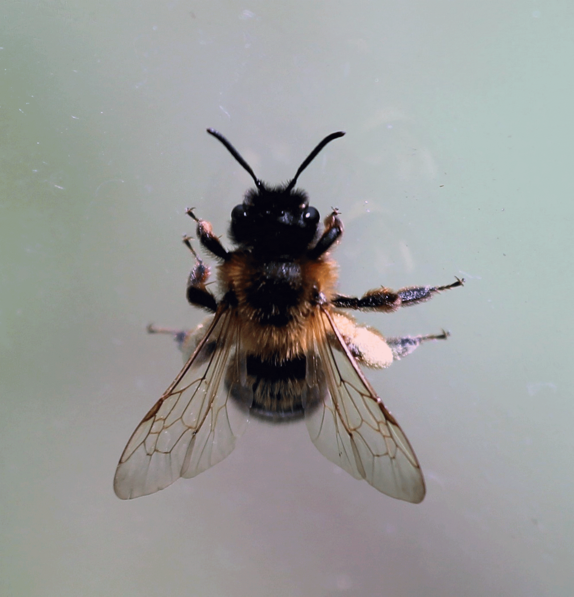 Chocolate Mining Bees