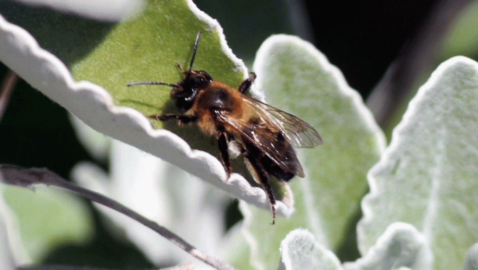 Chocolate Mining Bees