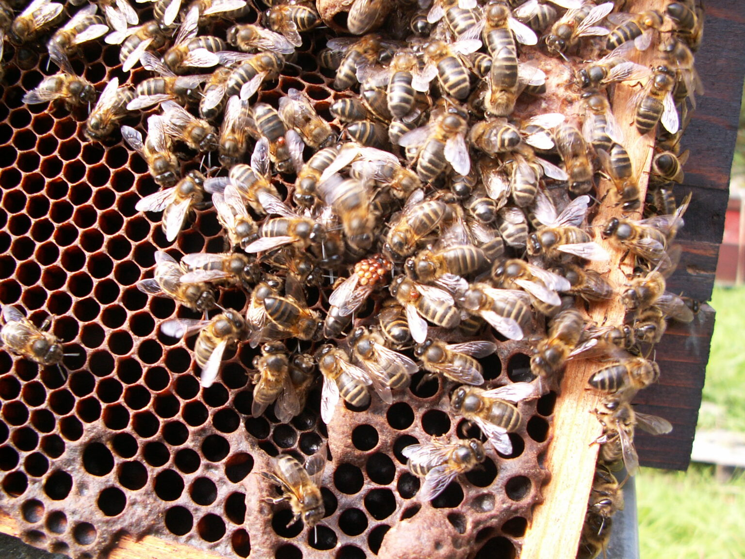 Conserving Black Bees