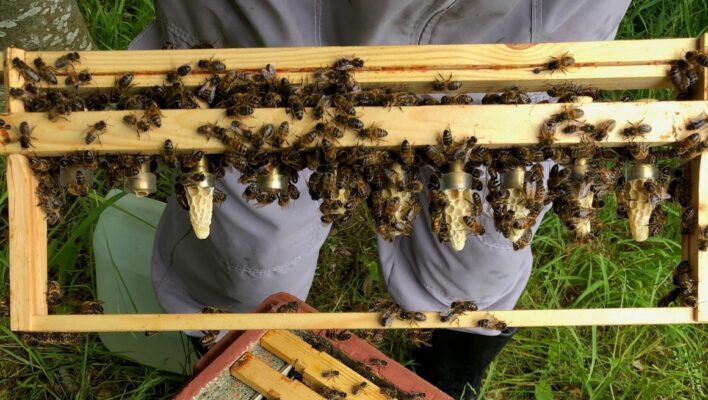 Queen rearing: five stages to manage