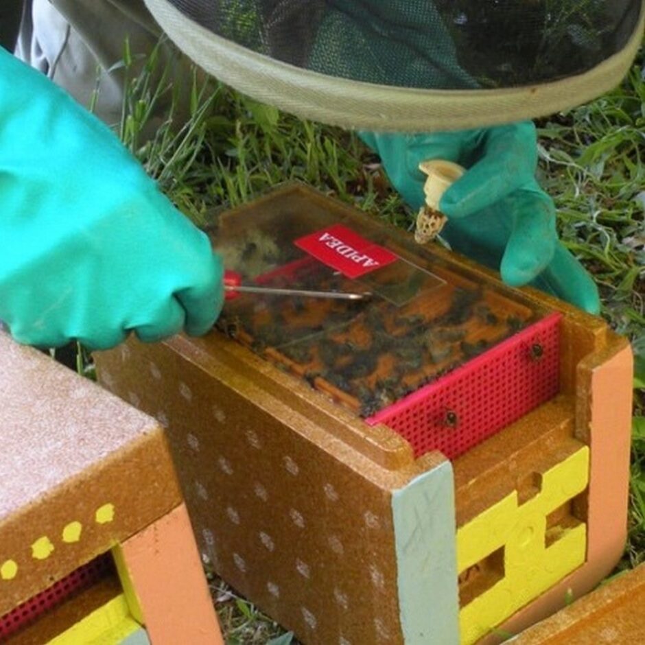 Queen rearing: five stages to manage