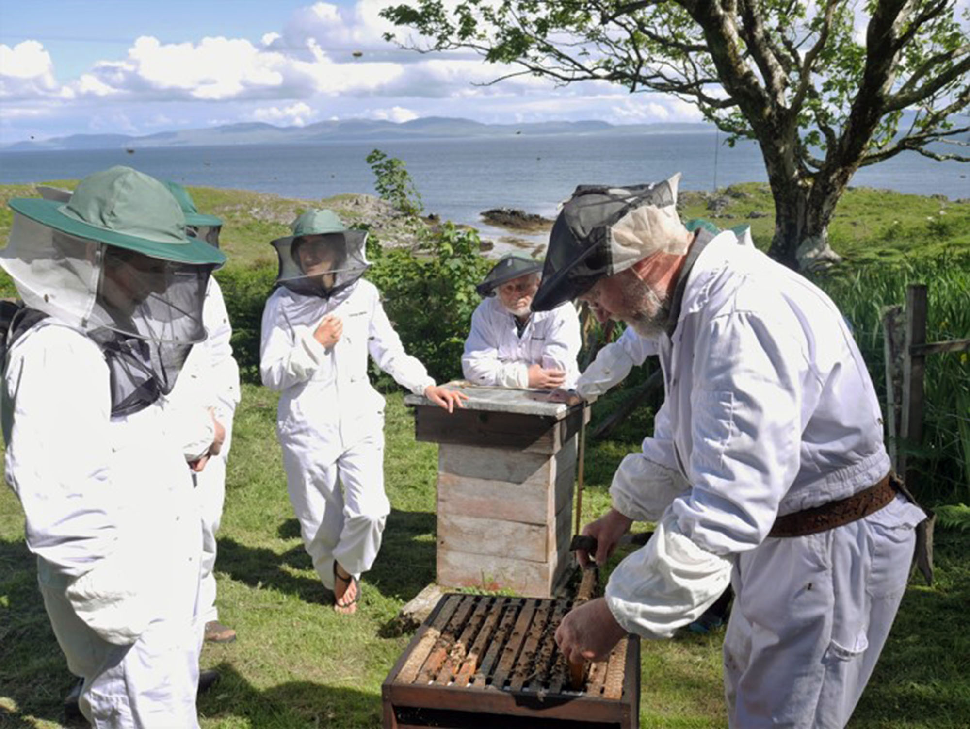 Conserving Black Bees