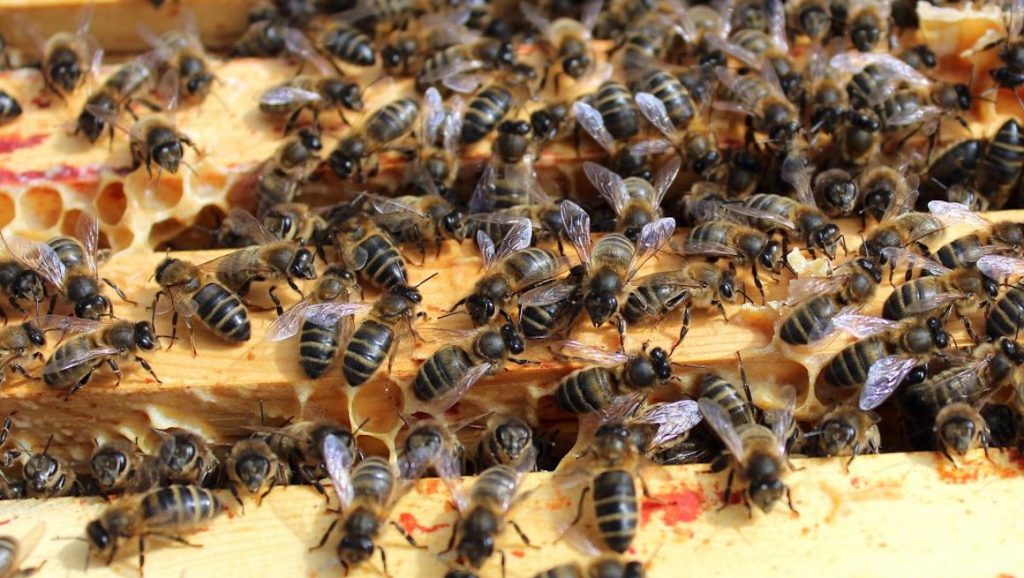 Threatened imports of non-native honey bees into Ireland