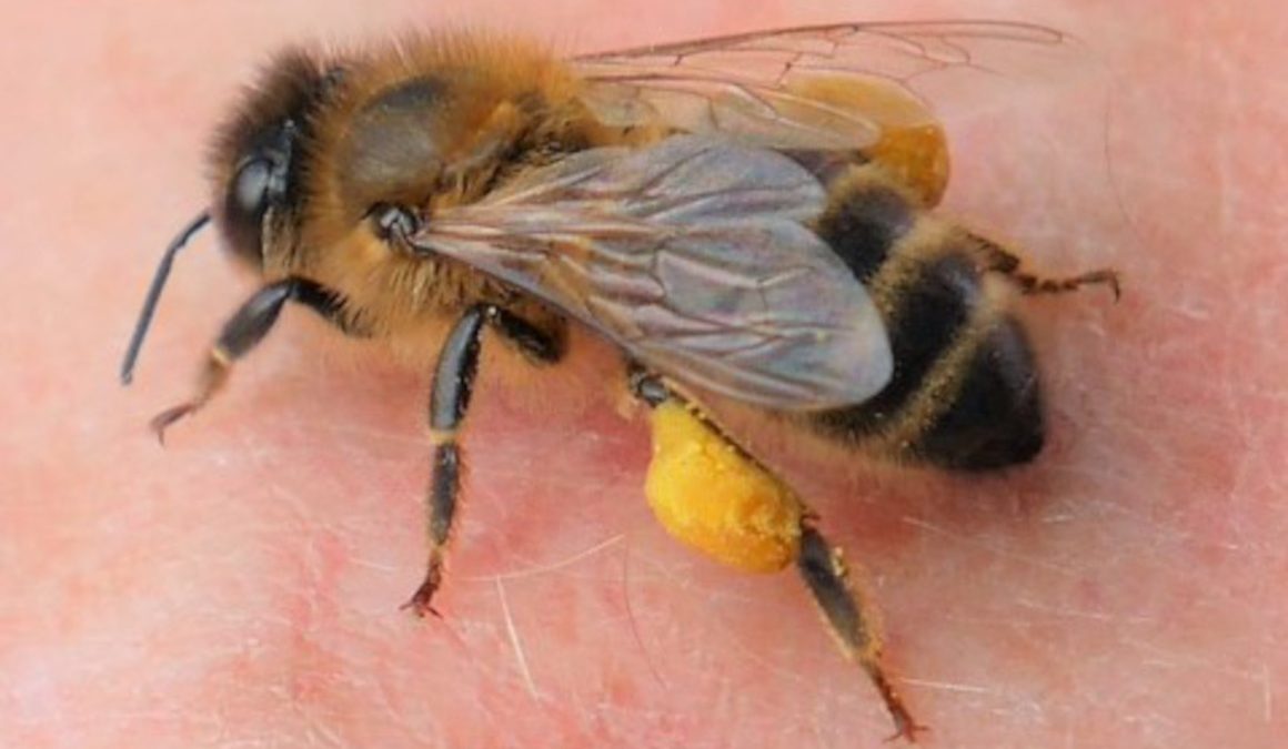2021 Survey for Scottish Native Honey Bees